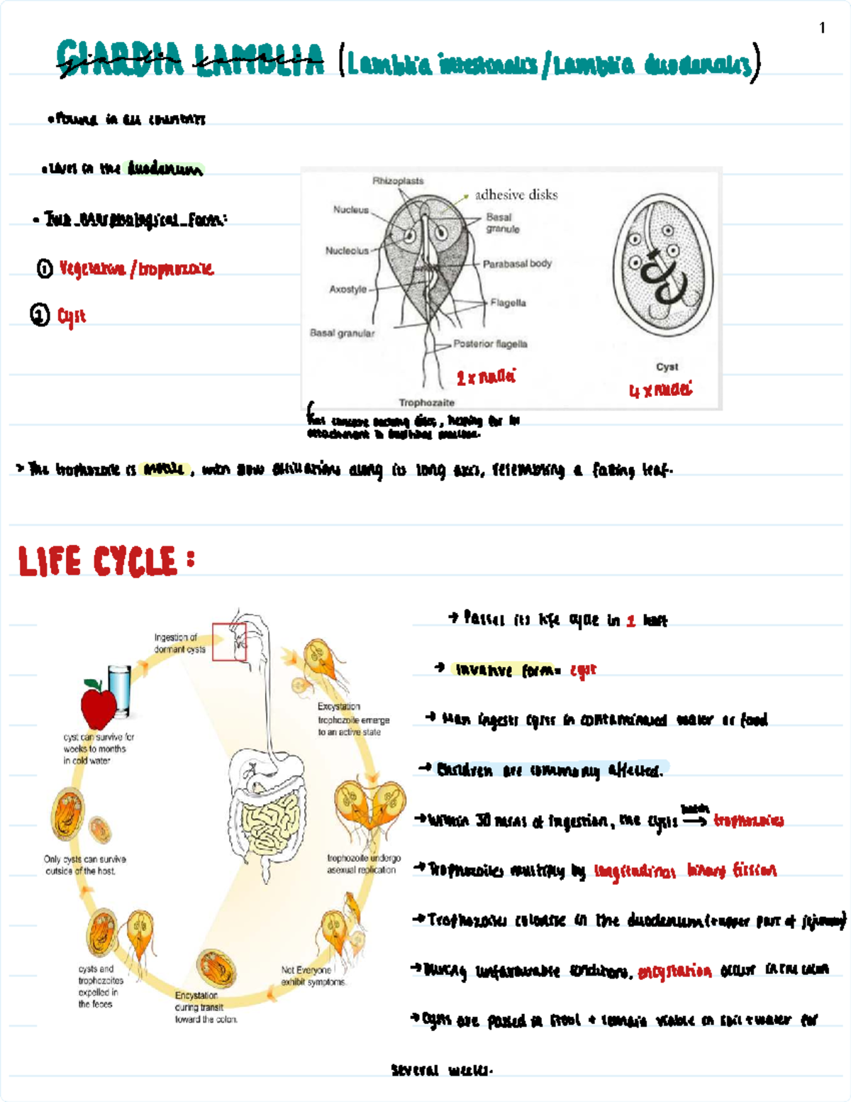 Giardia Lamblia - Study Notes for Biology 101 (Final Exam) - Studocu