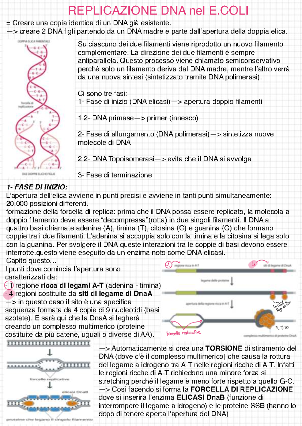 Replicazione del DNA in E. Coli: Processo Semiconservativo e Fasi - Studocu