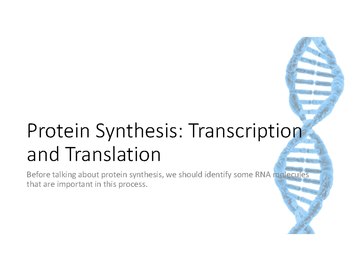 Molecular Genetics: Protein Synthesis - Transcription and Translation ...