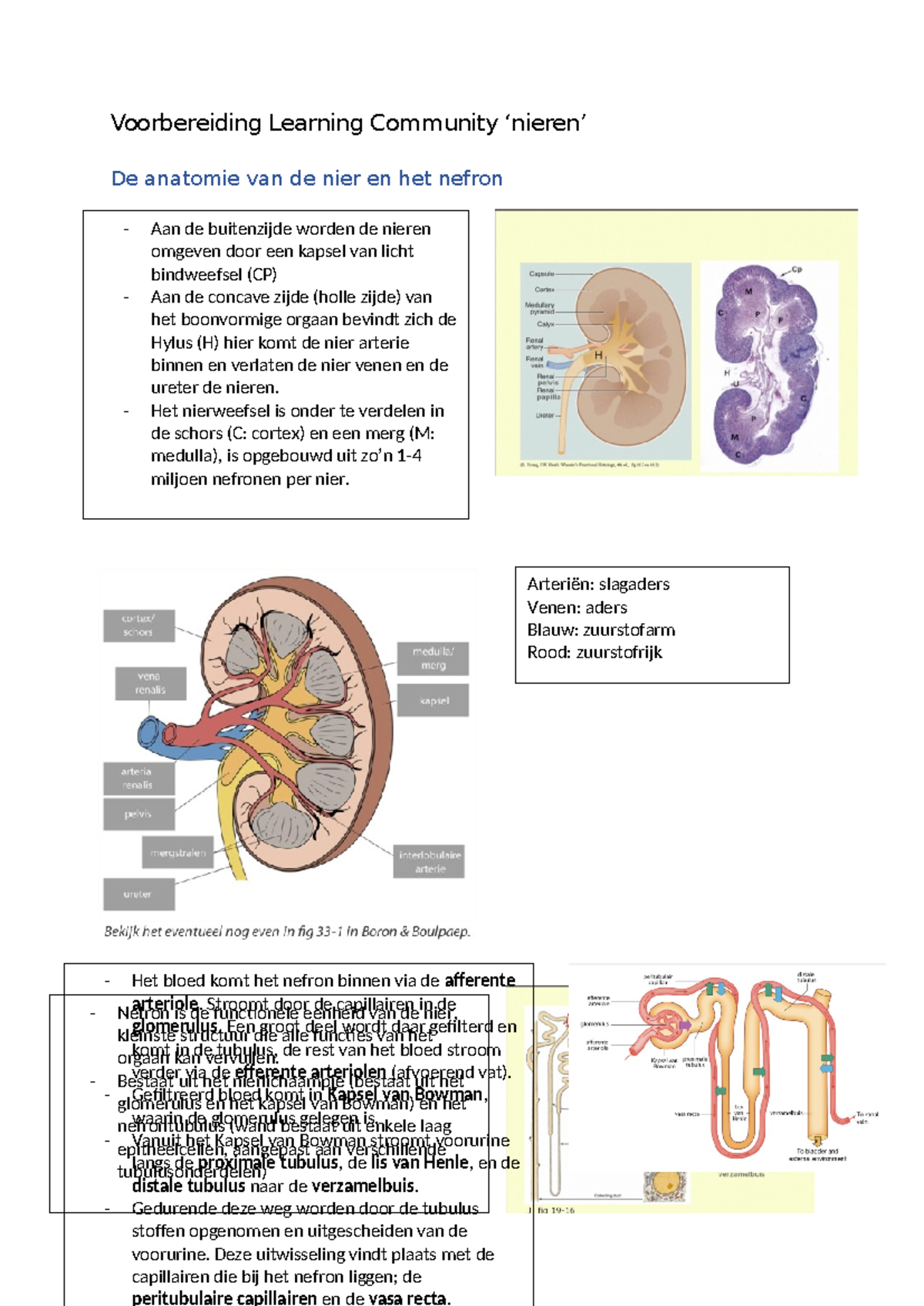 Voorbereiding Learning Community LC Nieren: Anatomie en Functie ...