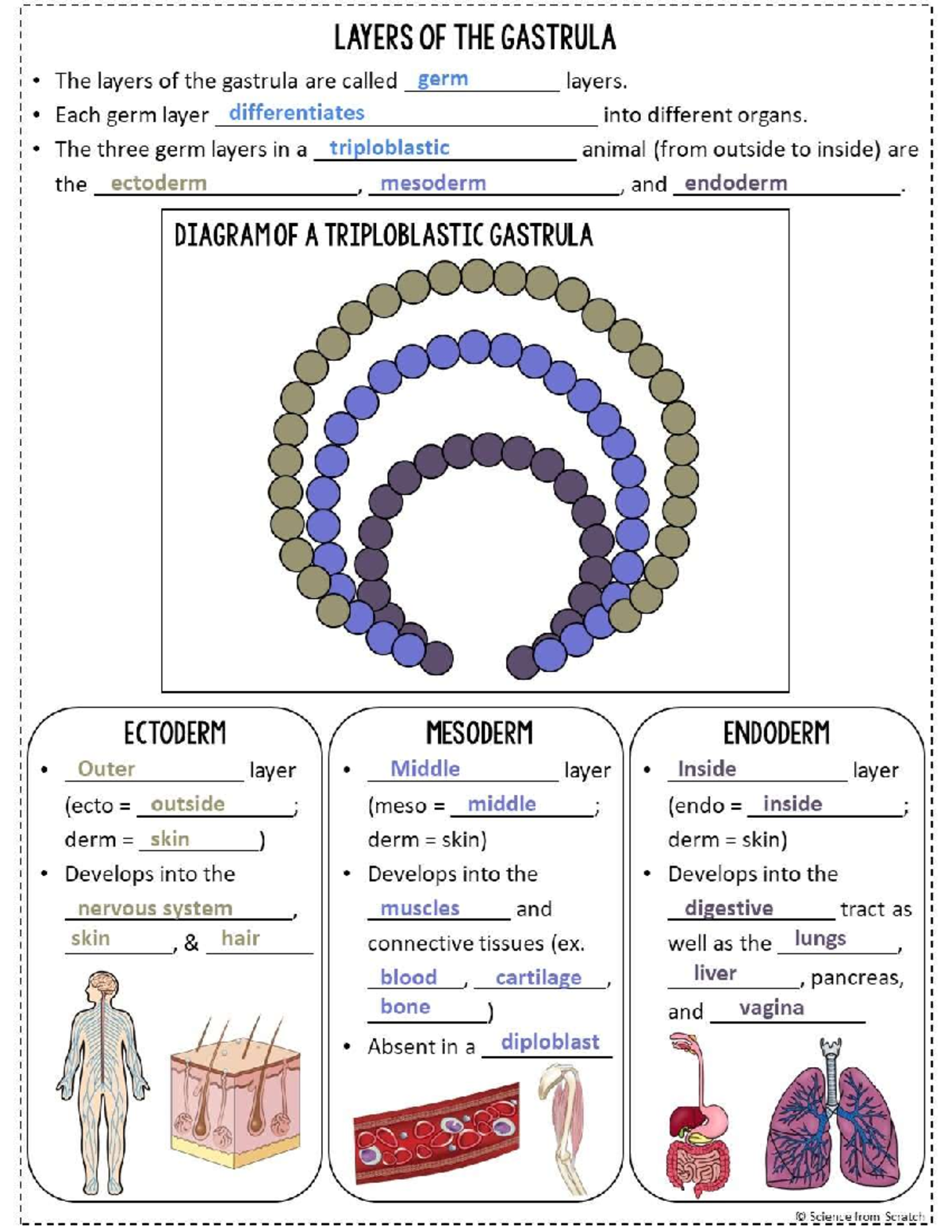 Gastrulation and Germ Layers: Insights for Biology 101 - Studocu