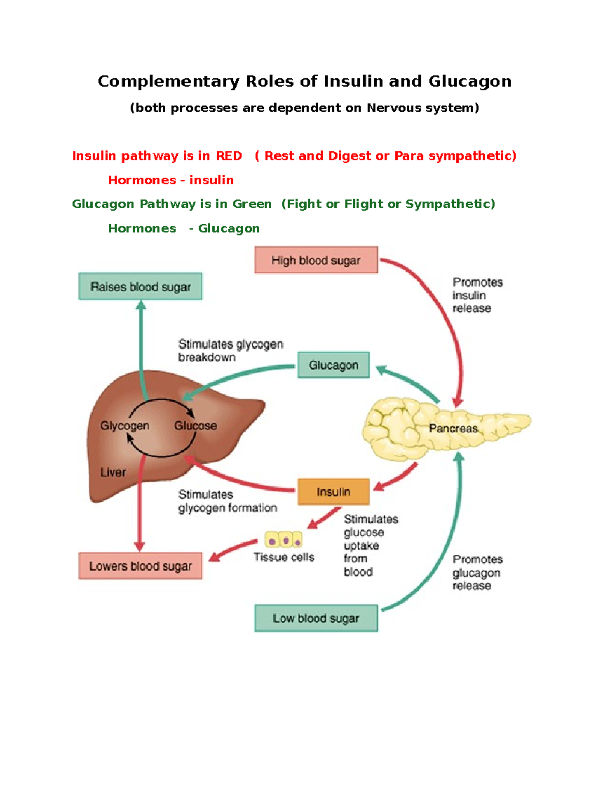Pathways of Insulin and Glucagon - Complementary Roles of Insulin and ...