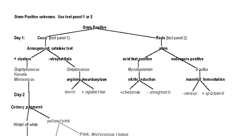 Gram Positive Unknown Identification: Test Panel 1 & 2 - Studocu