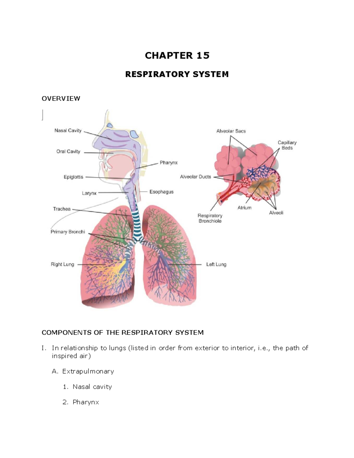 Respiratory System Structures And Functions Lab Mh 138 Mhs 205