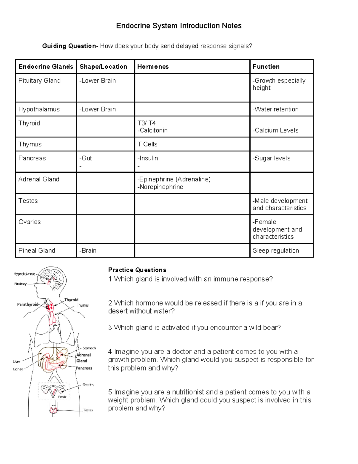Endocrine System Intro Notes (Course Code: Endo101) - Studocu