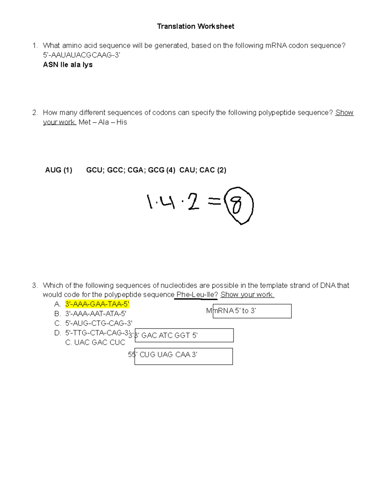 Translation Worksheet 1: Amino Acids & Codon Sequences Analysis - Studocu