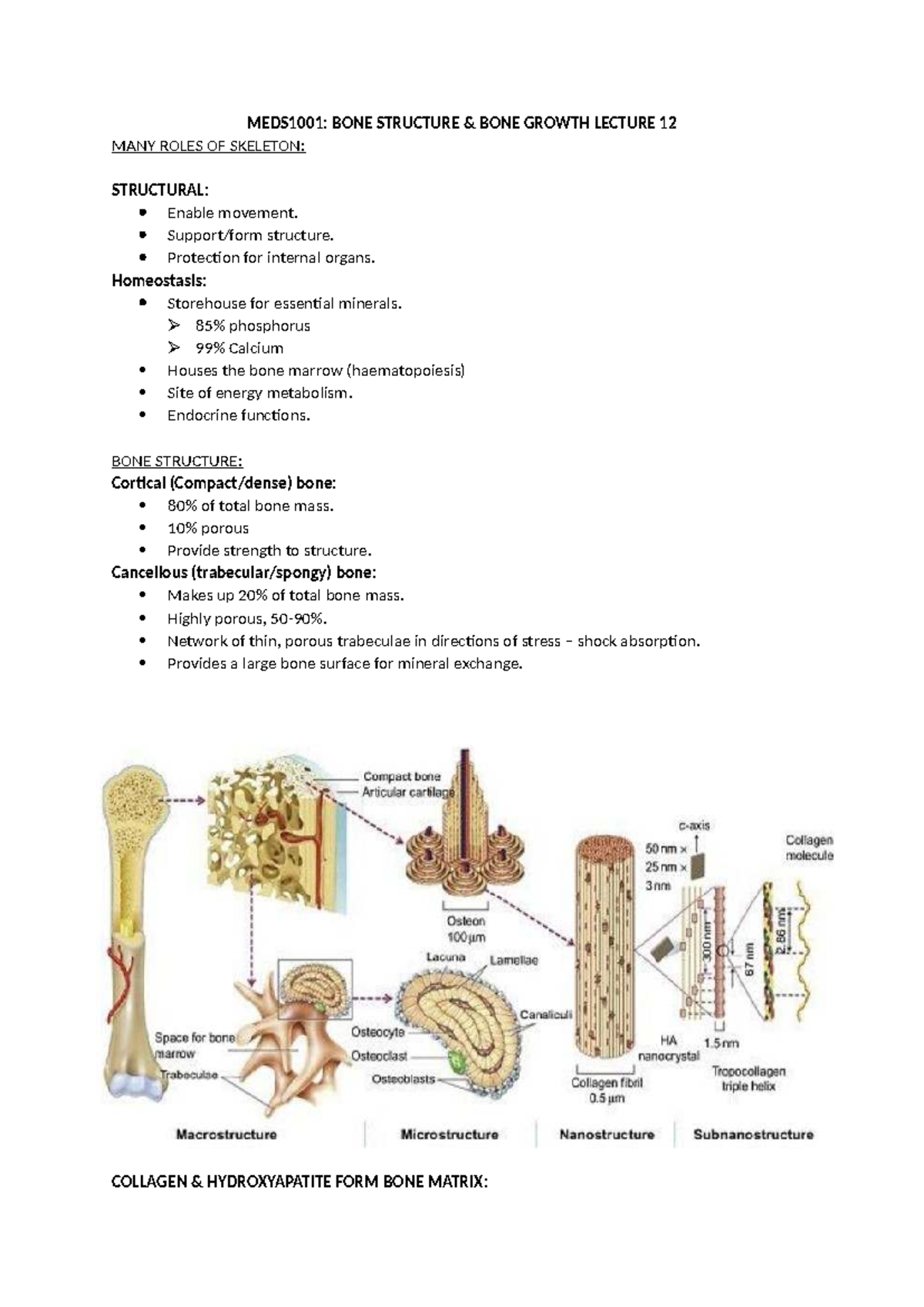 MEDS1001: Bone Structure and Growth - Lecture 12 Overview - Studocu