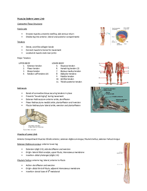 The hand - anatomy of the hand - The hand Hand joints We use the terms ...