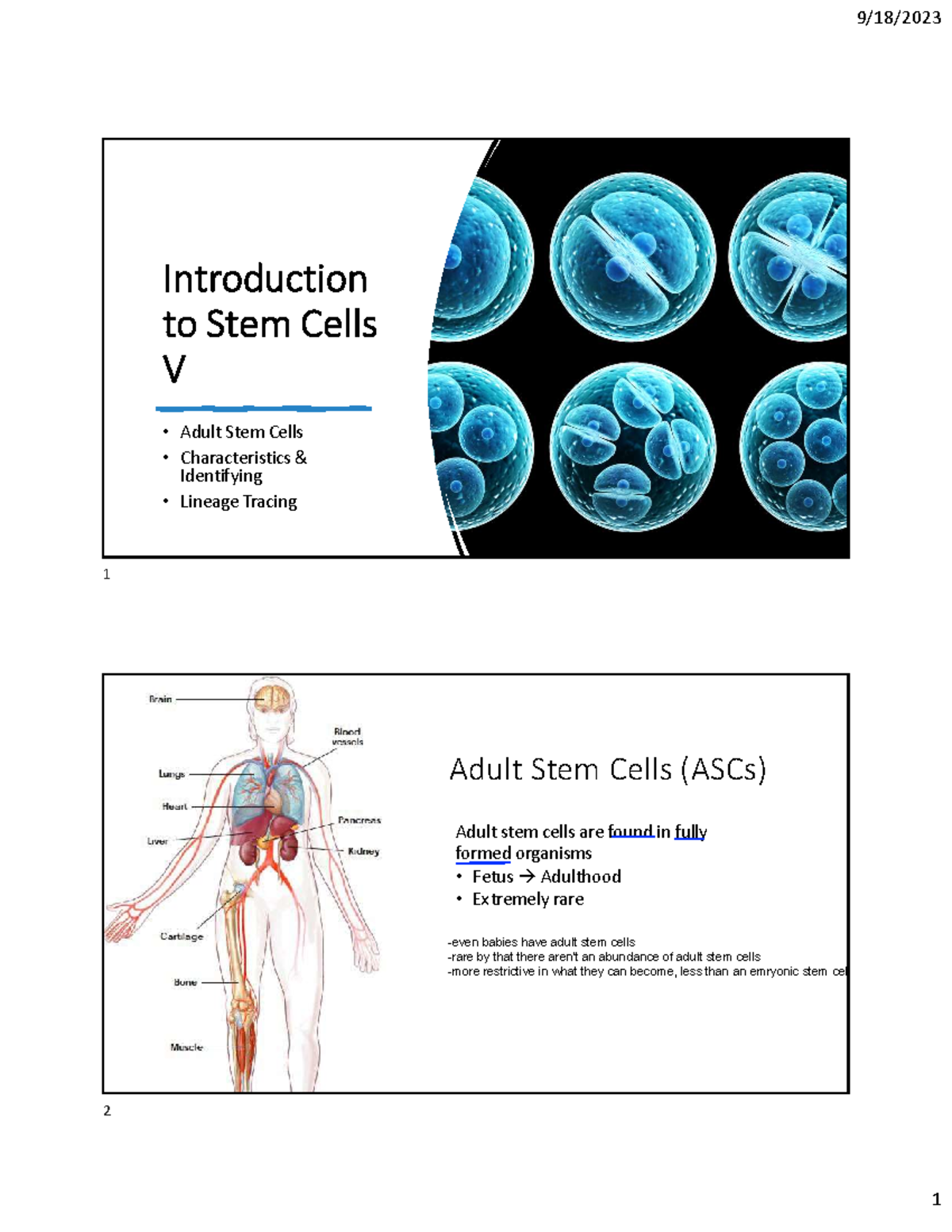Adult Stem Cells: Identification, Characteristics, and Methods (BIO101 ...