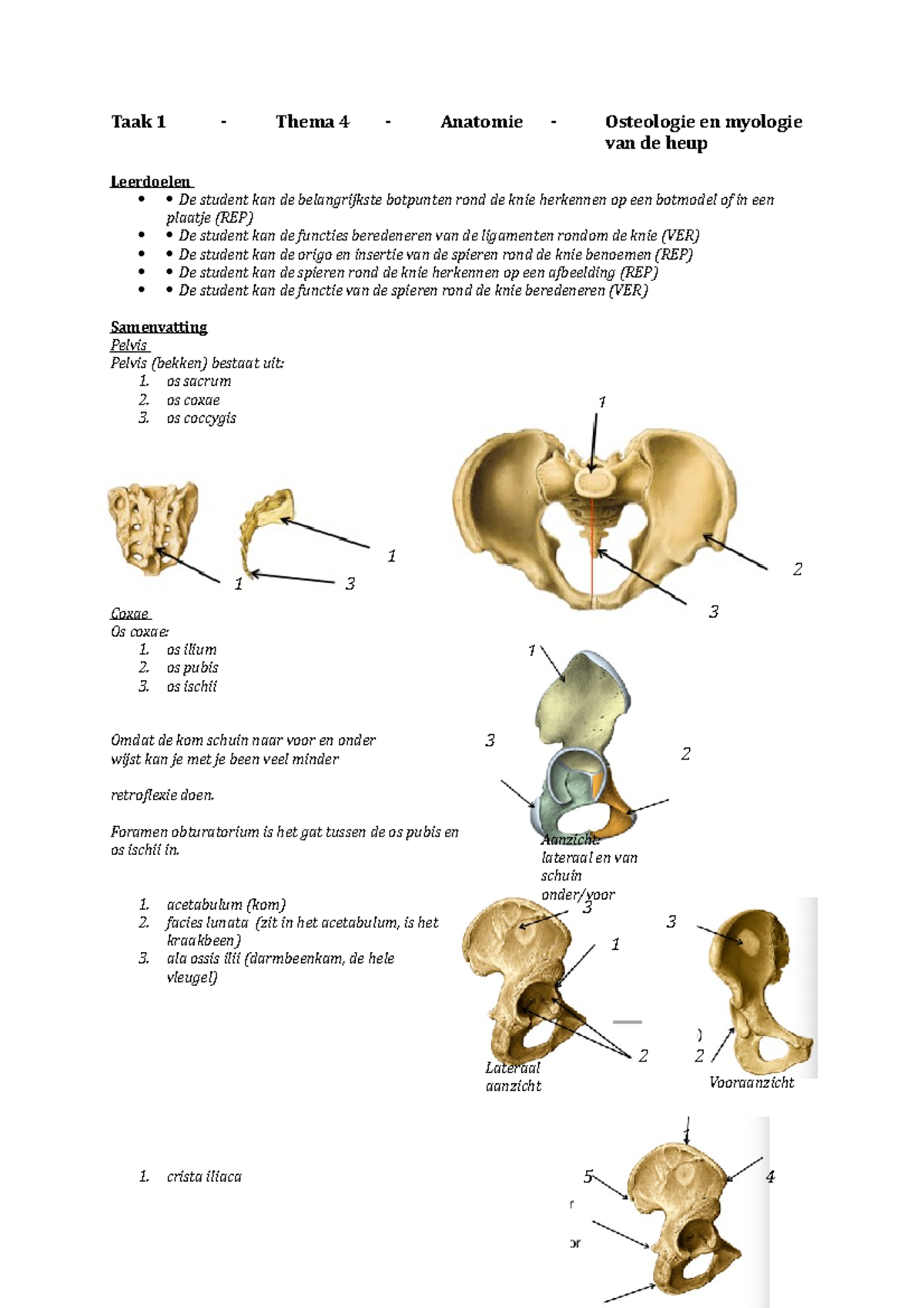 THEMA 4 _ Anatomie T1 Heup - Osteologie en Myologie Overzicht - Studeersnel