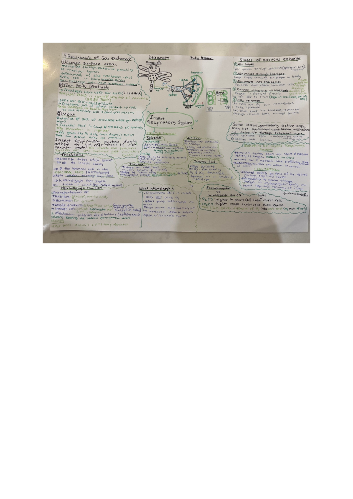 Insect Bio: Gas Exchange Mechanisms and Tracheal System (I 3) - Studocu