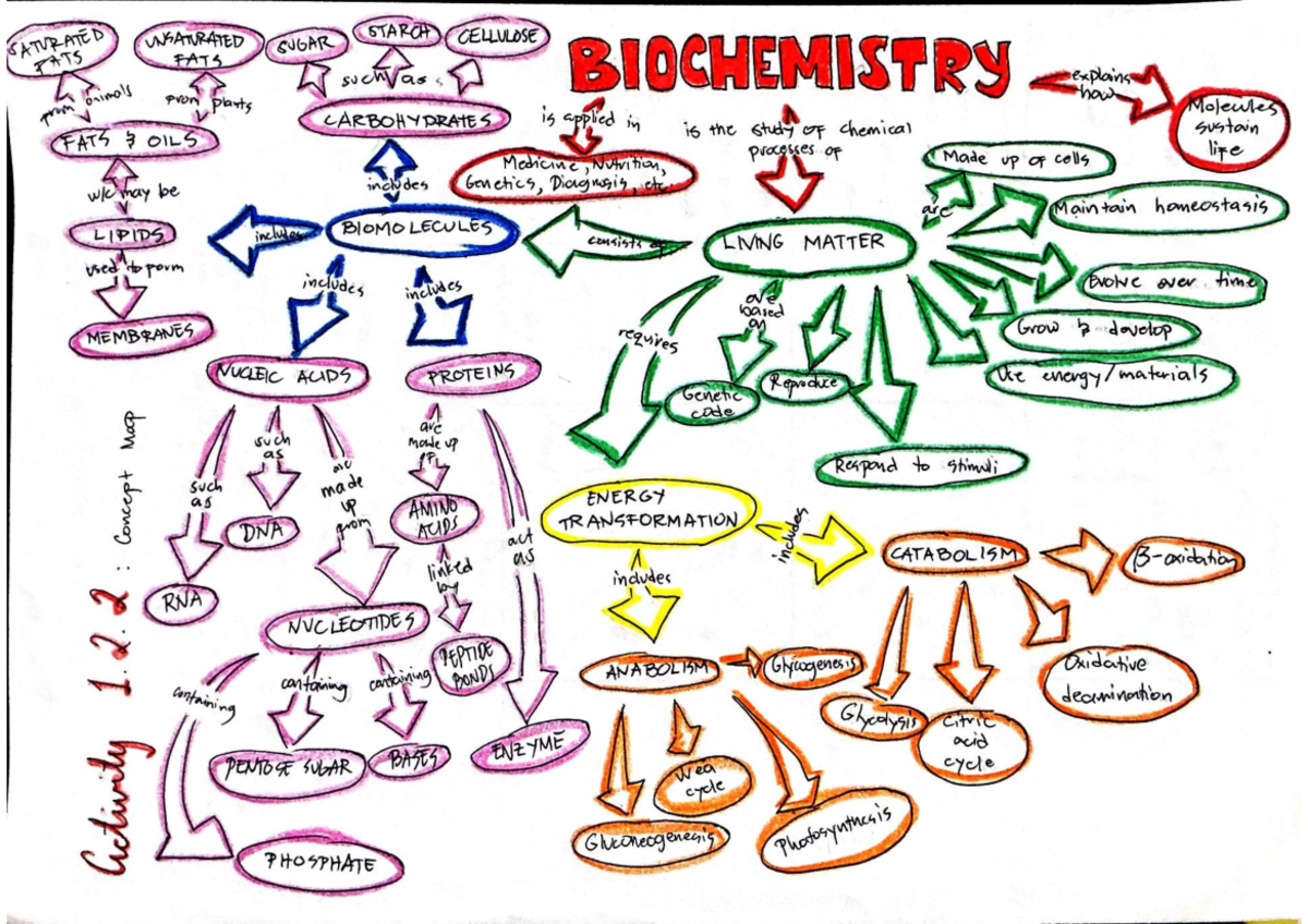 Biochemistry Concepts: Carbohydrates, Lipids, and Nucleic Acids - Studocu