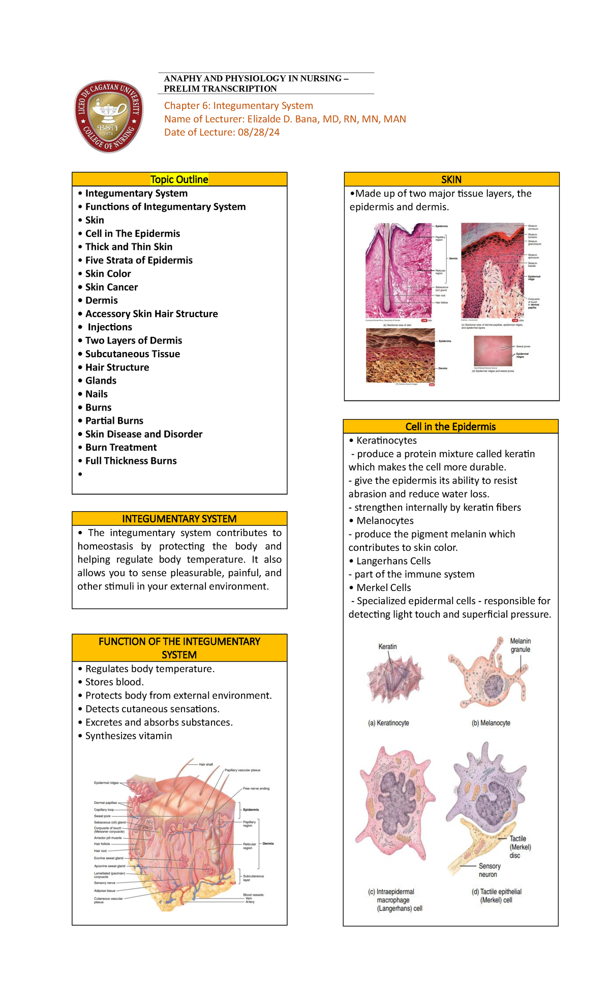 Chapter 6 Integumentary System Overview Anaphy And Physiology Studocu