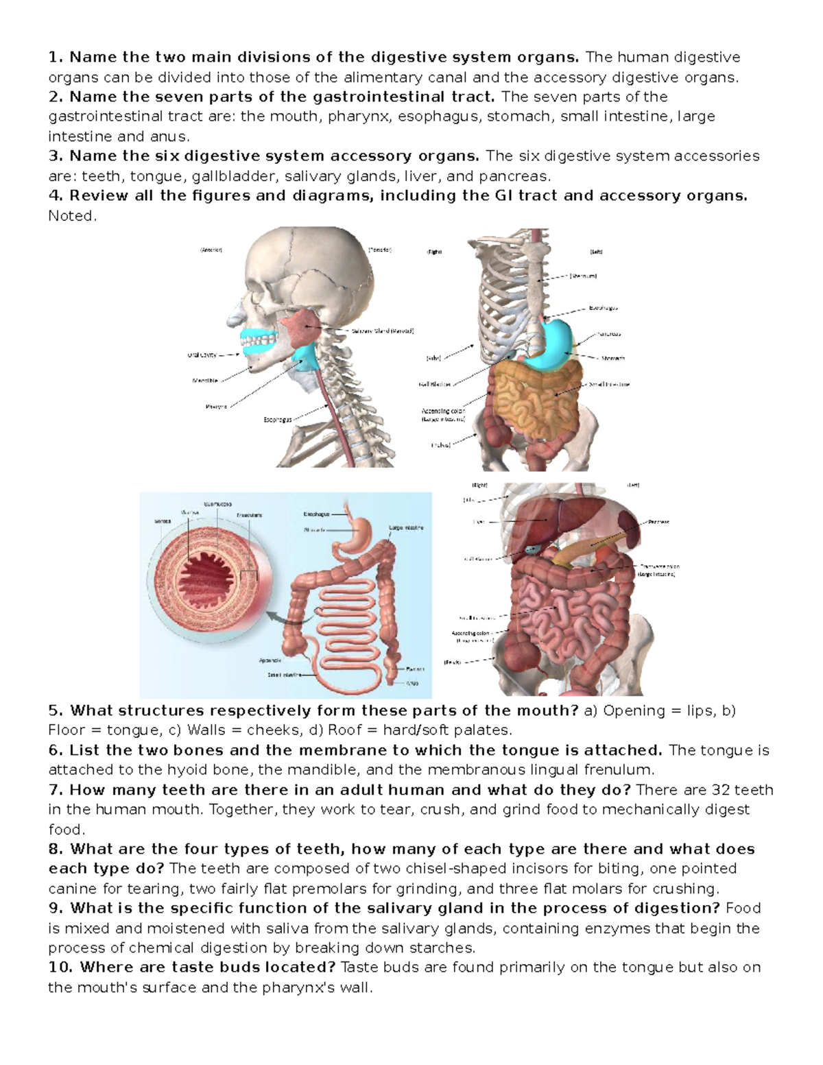 BIOD 151 Module 3 - Digestive System Study Notes and Key Concepts - Studocu