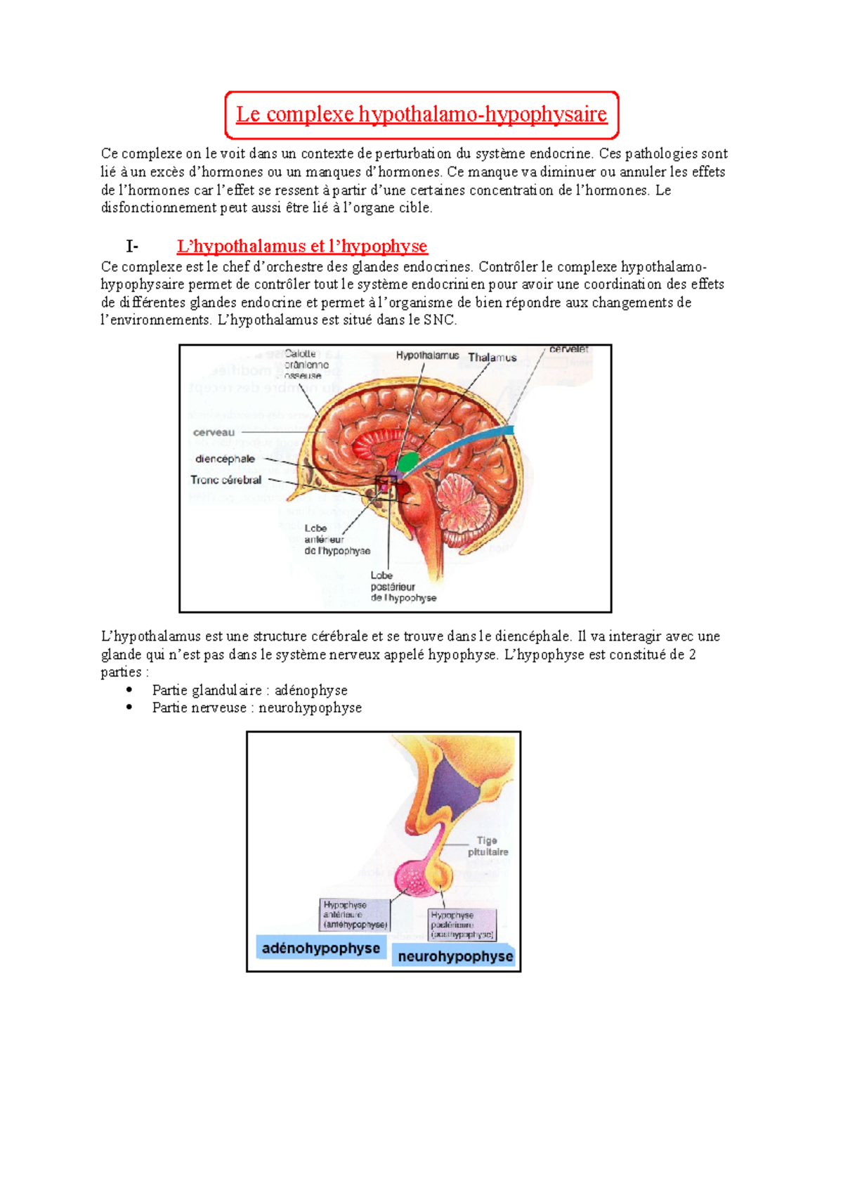 Chapitre 3: Étude du complexe hypothalamo-hypophysaire et son rôle - Studocu