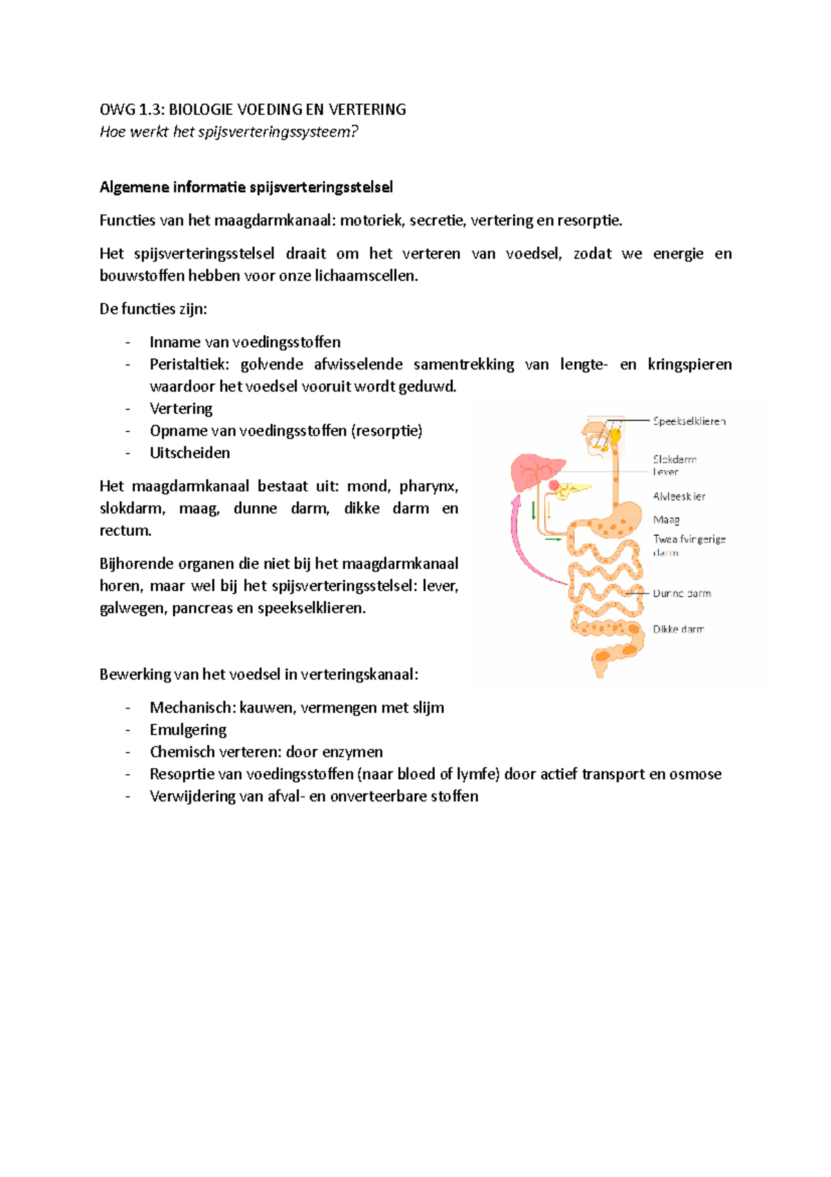 OWG1.3: Biologie Voeding en Vertering - Spijsverteringssysteem ...
