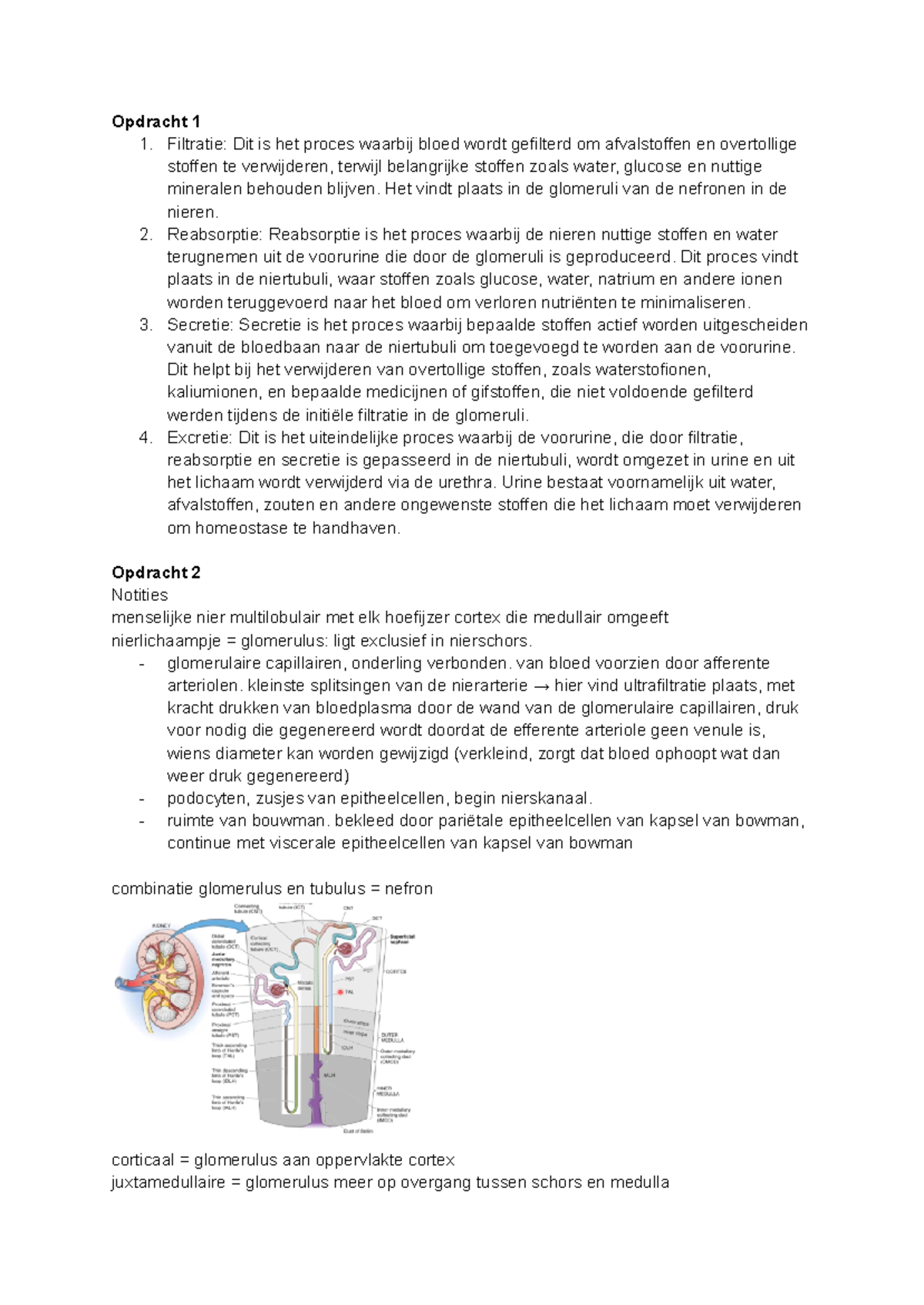 ZSO Bouw en Functie van de Nier: Filtratie, Reabsorptie, en Excretie ...