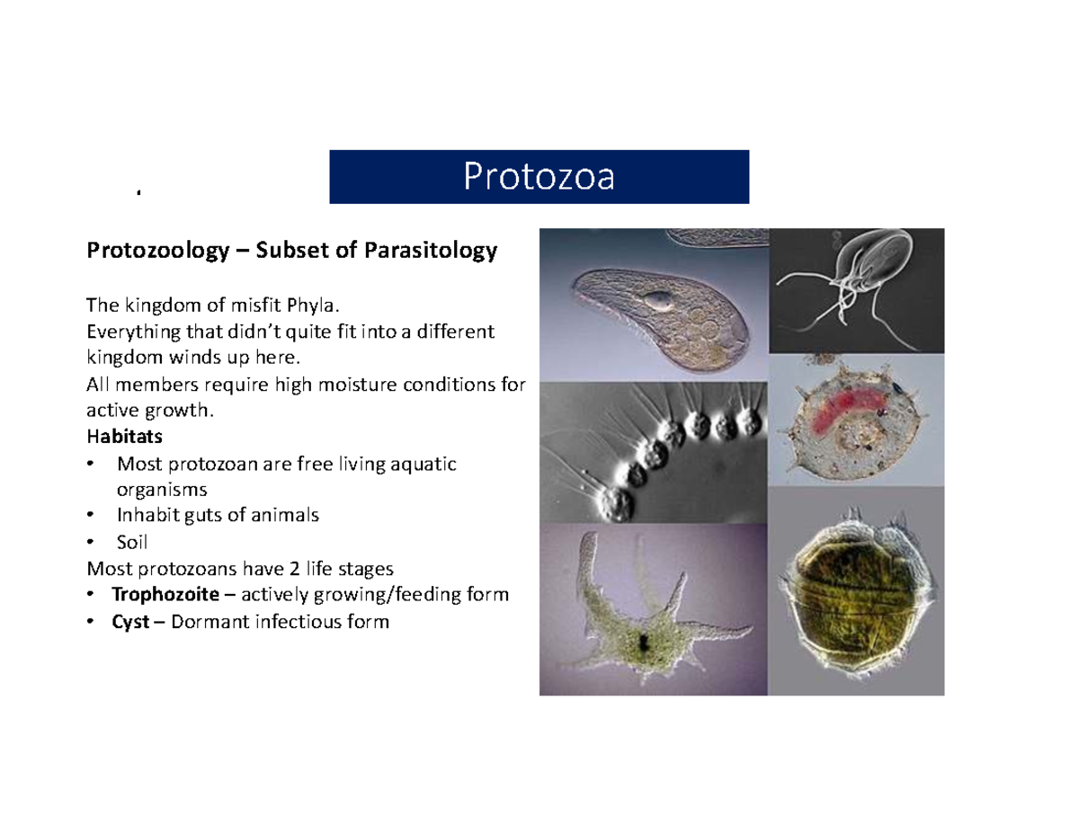 Lecture #7: Eukaryotic Microbes & Protozoan Parasites Overview - Studocu