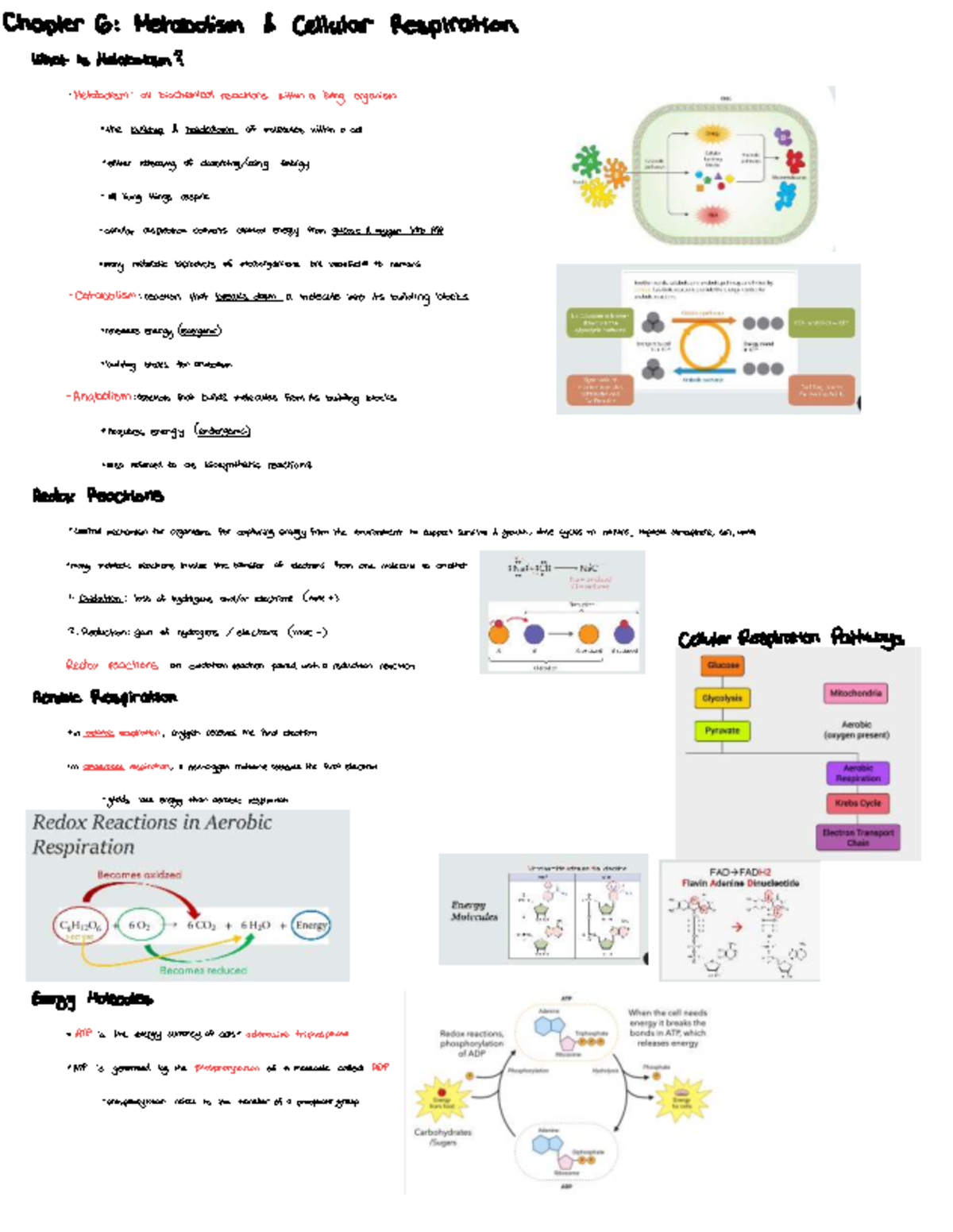 Metabolism and Cellular Respiration: Chapter 6 Insights - Studocu
