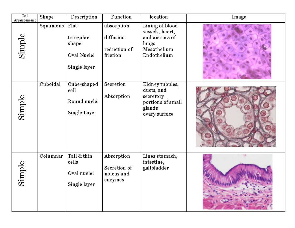 Epithelial Tissue Overview Chart for Histology Studies - Studocu