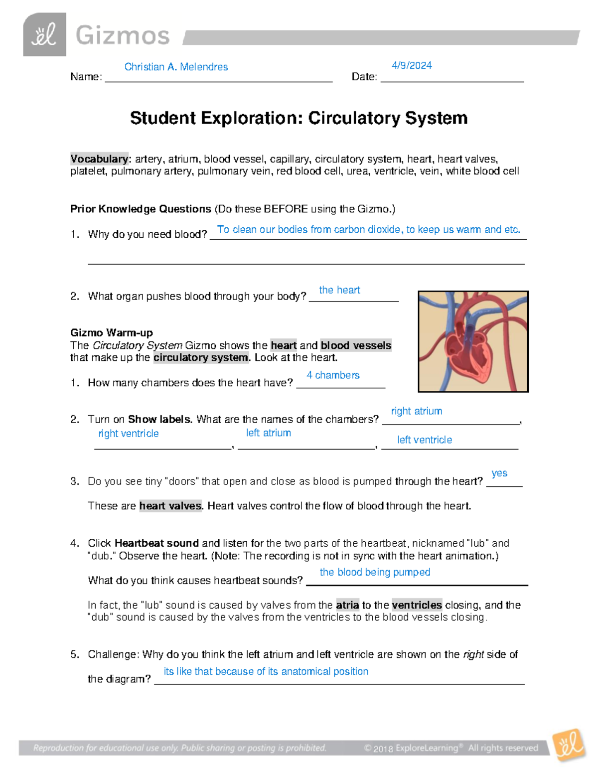 Circulatory System Student Exploration (SE) - Gizmo Activity Guide ...