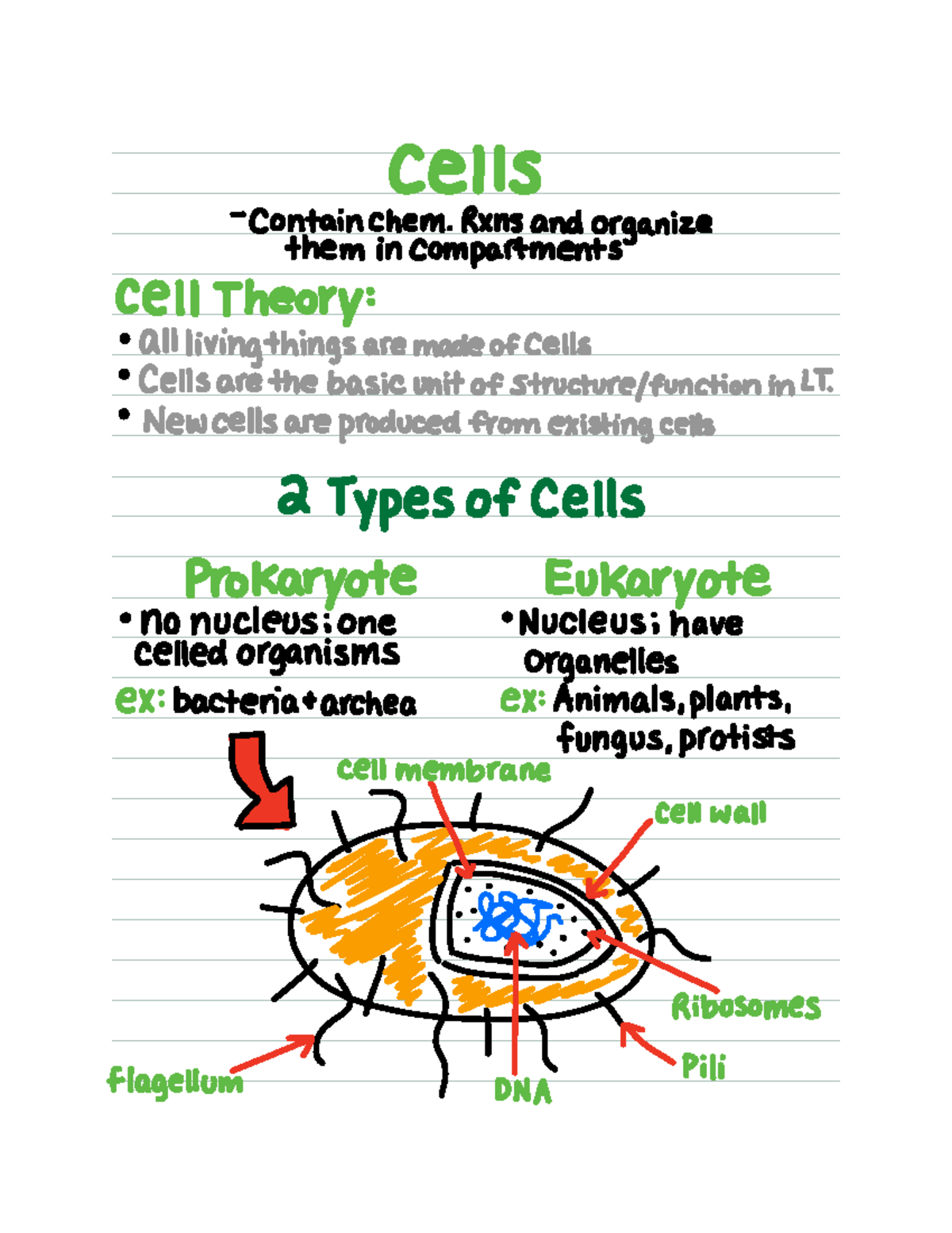 Biology 101: Cells Study Guide on Organelles & Functions - Studocu