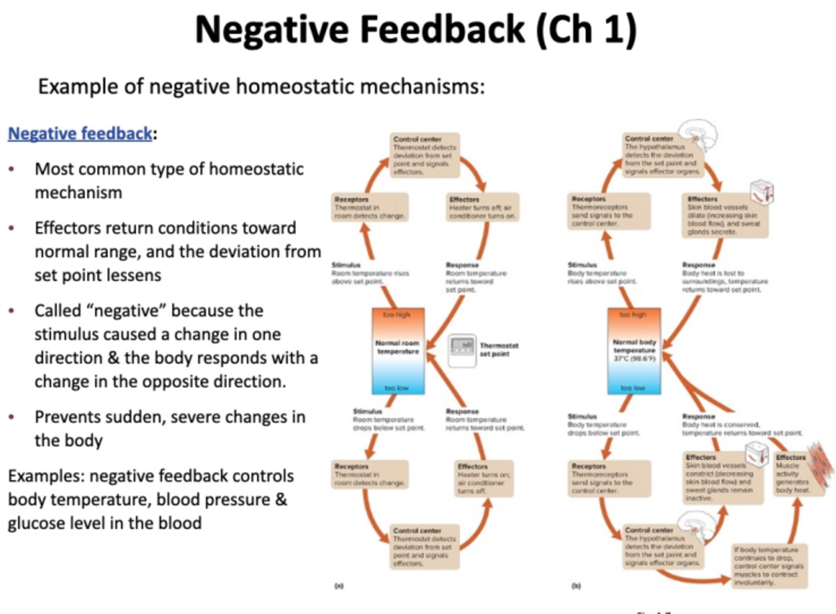 Screenshot 2025-02-16 at 1.25.45 AM - Negative Feedback (Ch 1) Example ...
