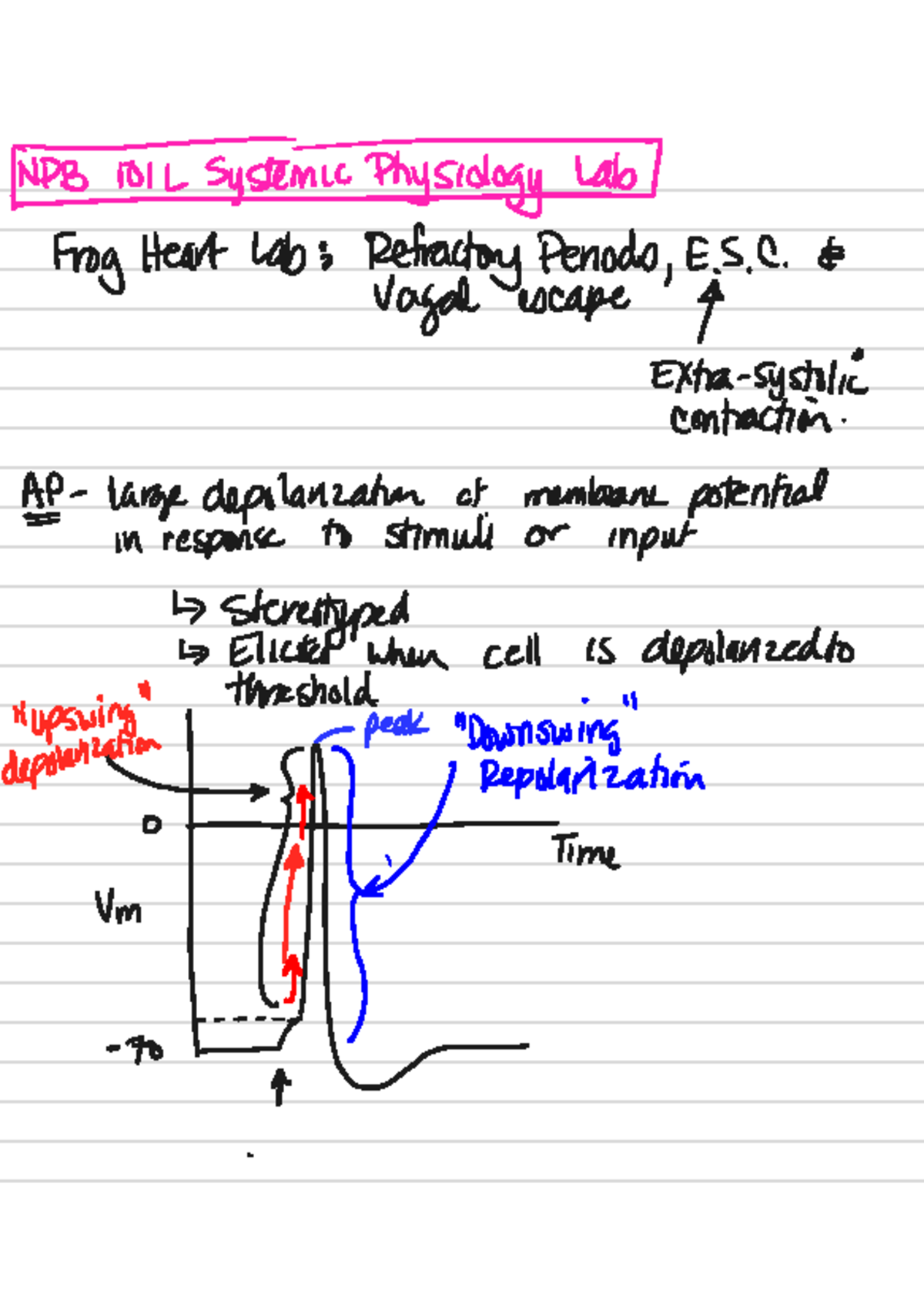Lab 2: Frog Heart Refractory Periods & Vagal Stimulation - Studocu