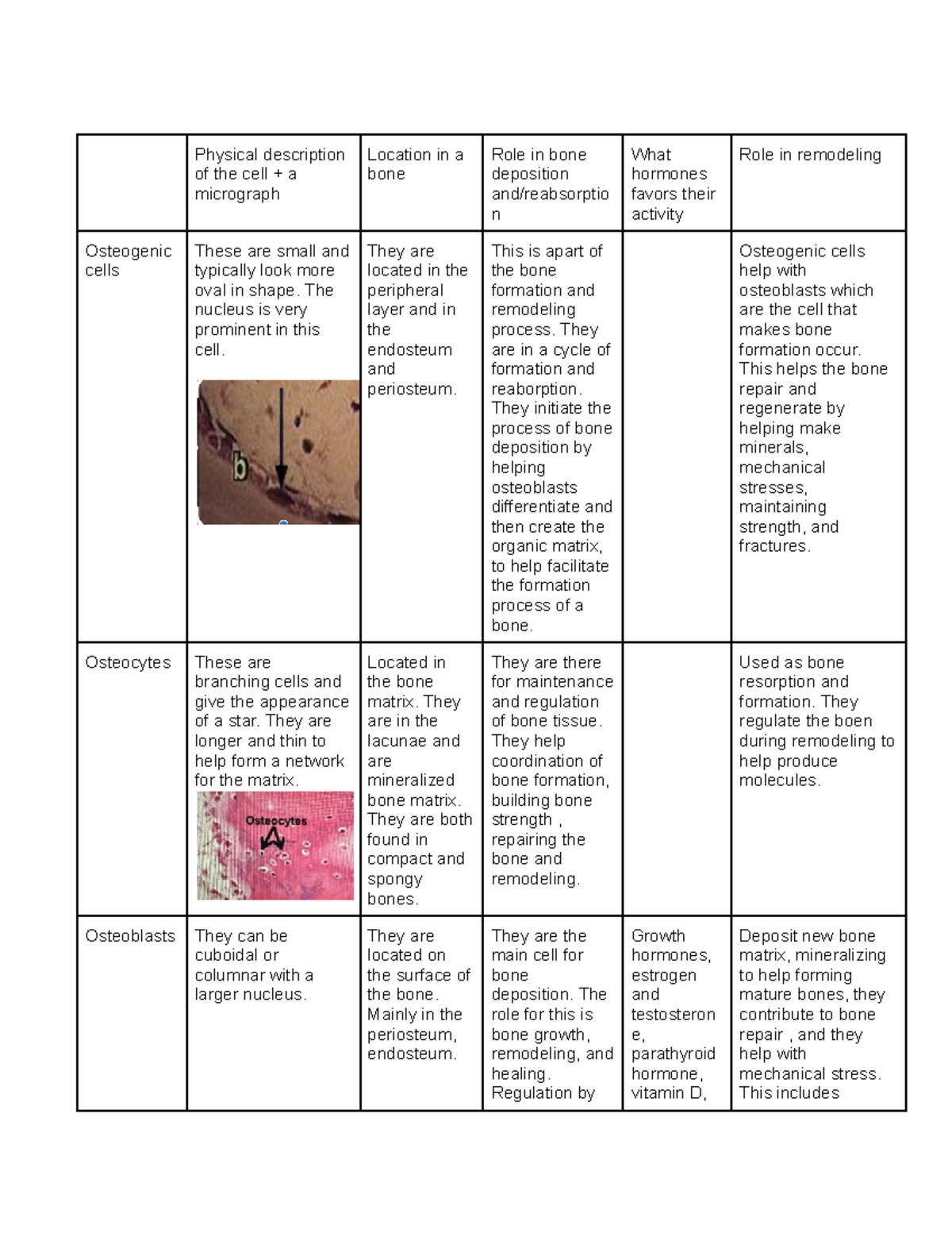 Bone Cell Physiology Assignment: Functions & Roles in Bone Health - Studocu