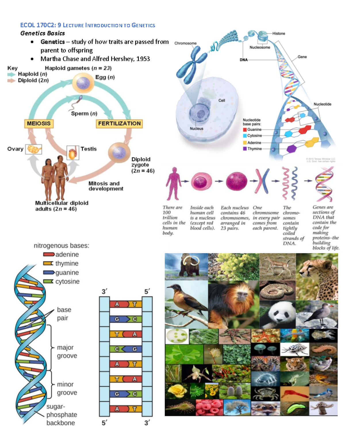 ECOL 170C2- 9 Lecture Introduction to Genetics - Genetics Basics ...