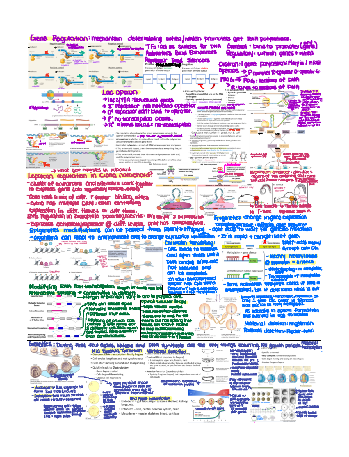 Gene Regulation Mechanisms - Exam 3 Cheat Sheet - Studocu