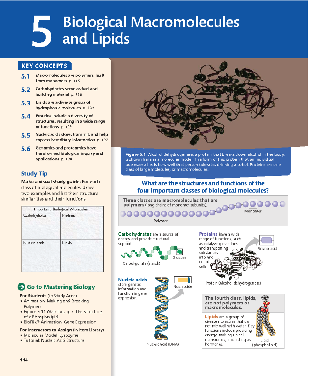 Biology 101: Key Concepts on Biological Macromolecules and Lipids - Studocu