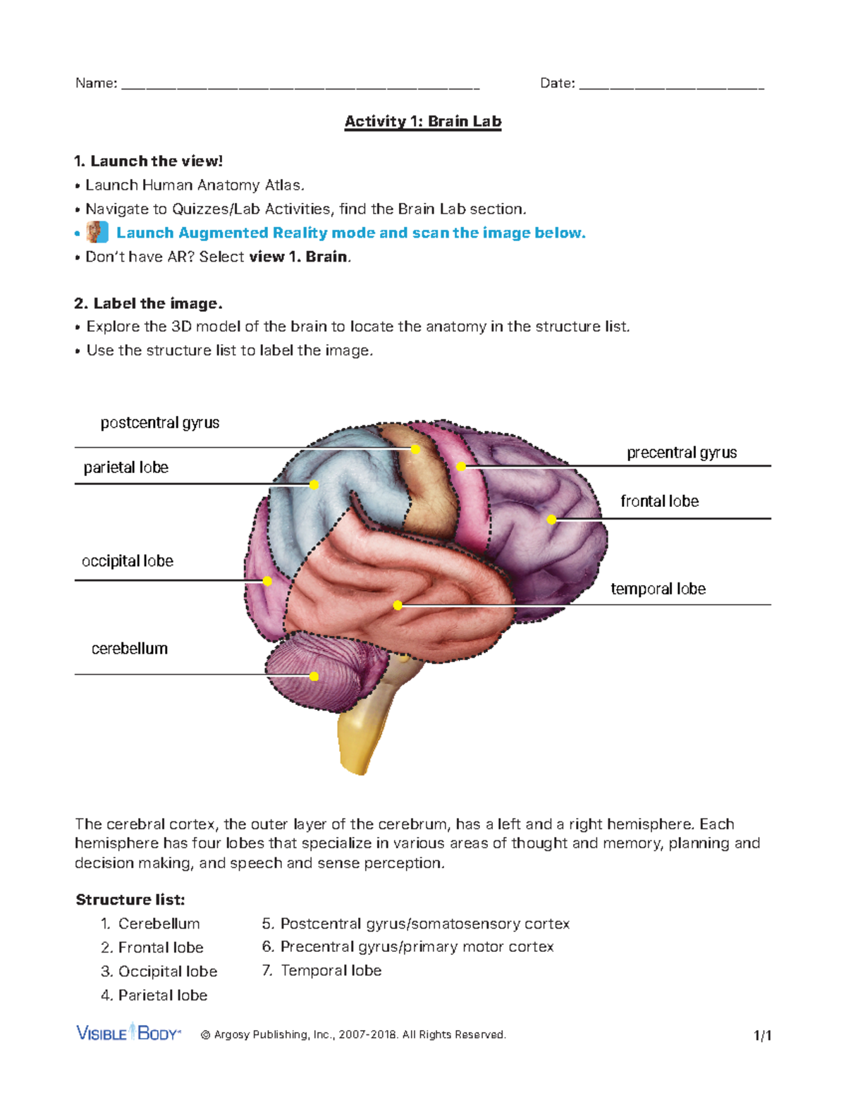 Brain Lab Activities (ANAT102) - Exploring Human Anatomy Structure ...