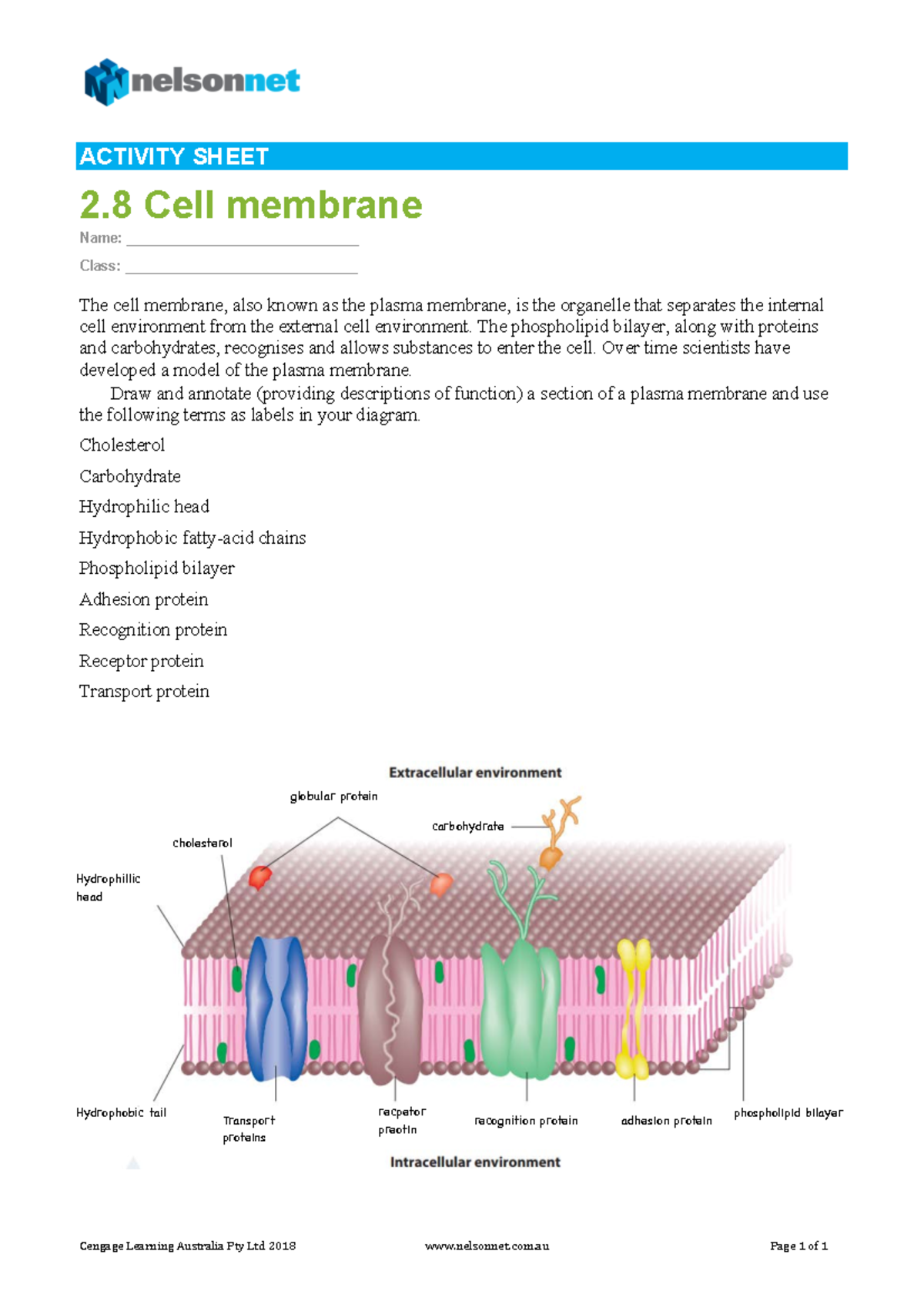 Cell membrane-3 - cell membrane annotation - Cengage Learning Australia ...