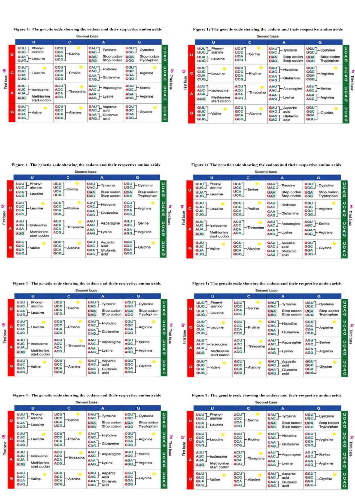 Genetic Code Table: Codons and Amino Acids Overview - Studocu