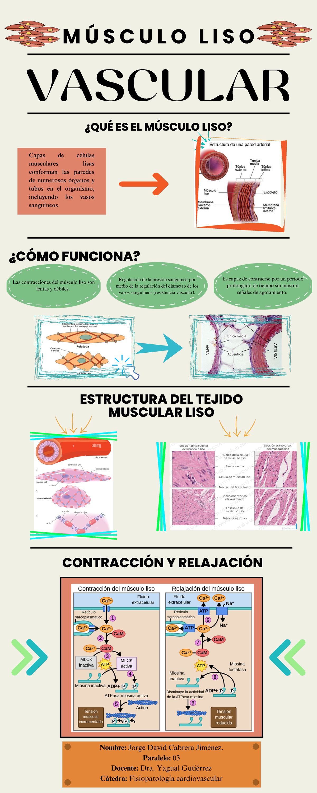 Músculo liso vascular Jorge Cabrera - VASCULAR ####### Capas de células ...