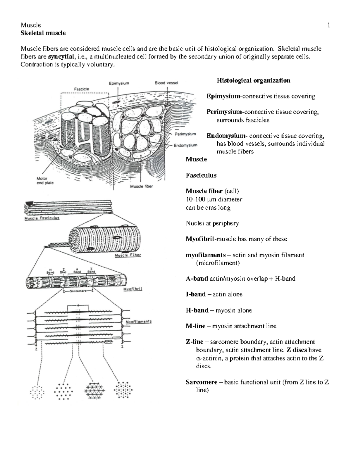 08Skeletal Muscle - Structure and Function Overview - Studocu