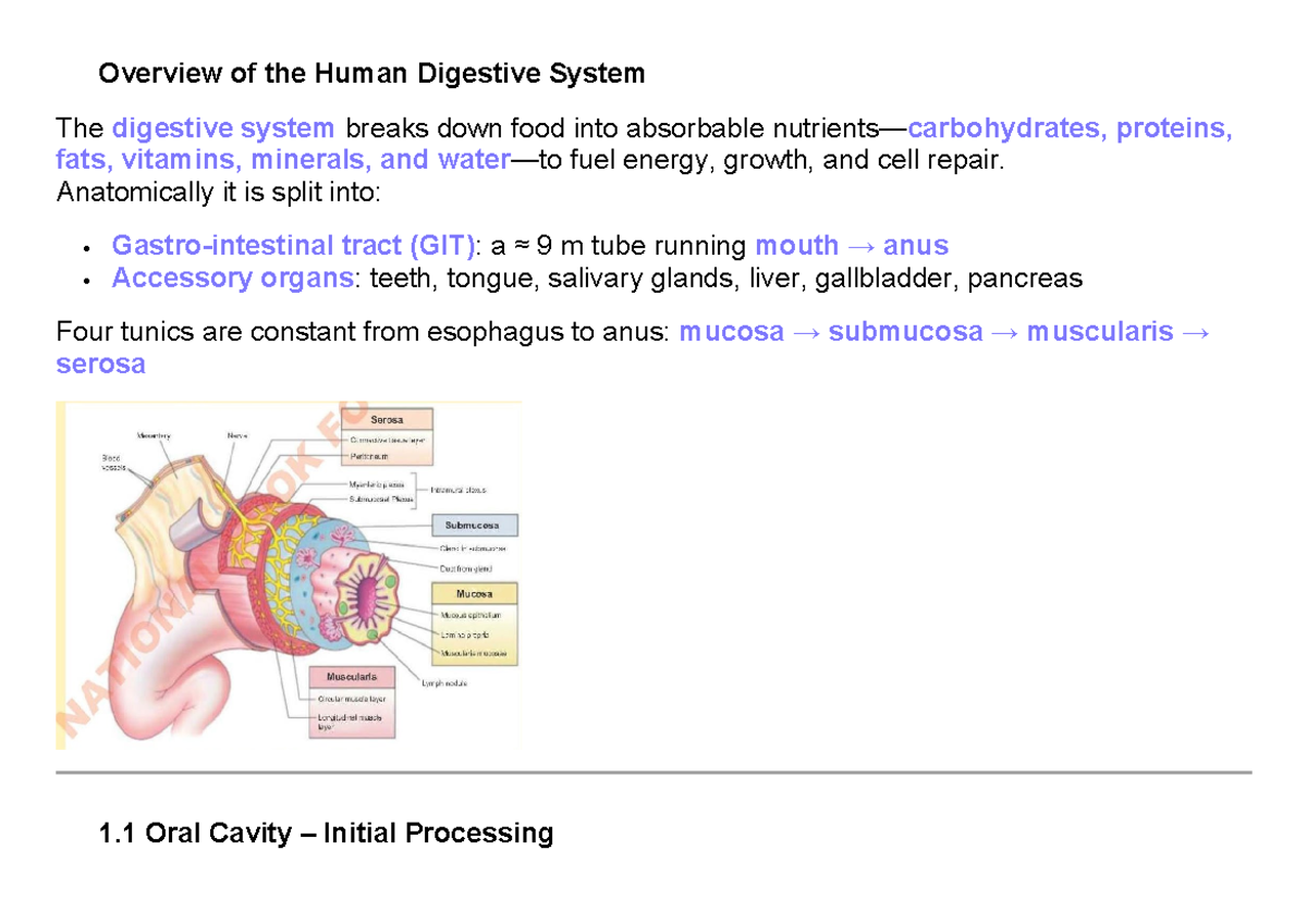 Biology 101: Overview of the Human Digestive System - Studocu