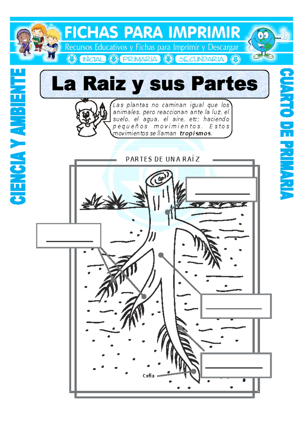 Ficha La Raiz y sus Partes para Cuarto de Primaria - L a s p la n ta s ...