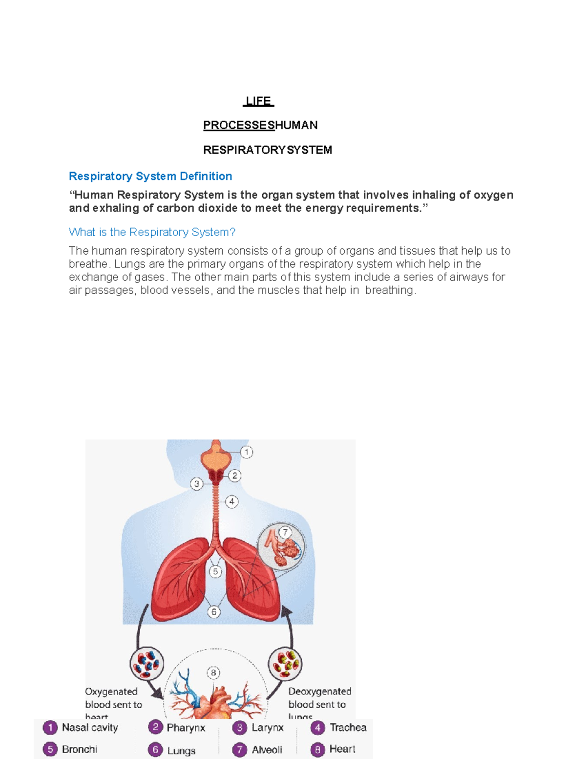 LIFE PROCESSES: HUMAN RESPIRATORY SYSTEM OVERVIEW - Studocu