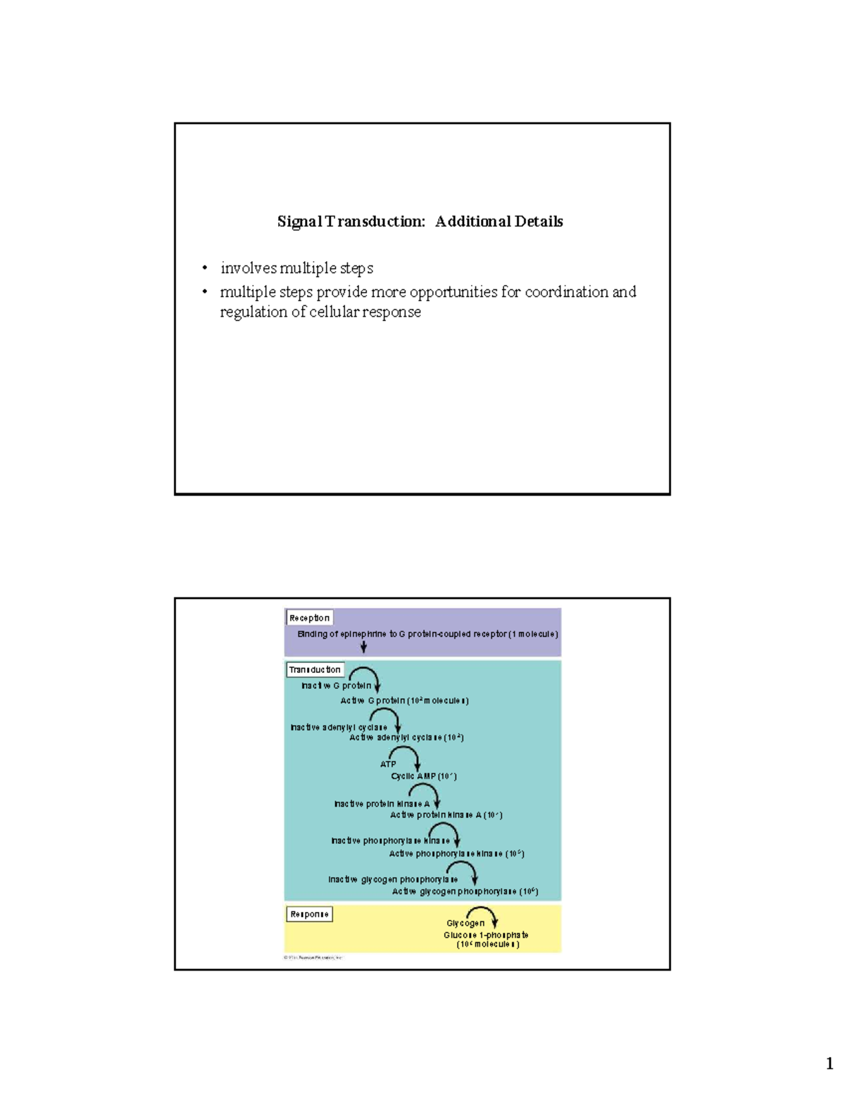 Signal Transduction and Cell Communication - Chapter 11 Notes - Signal ...