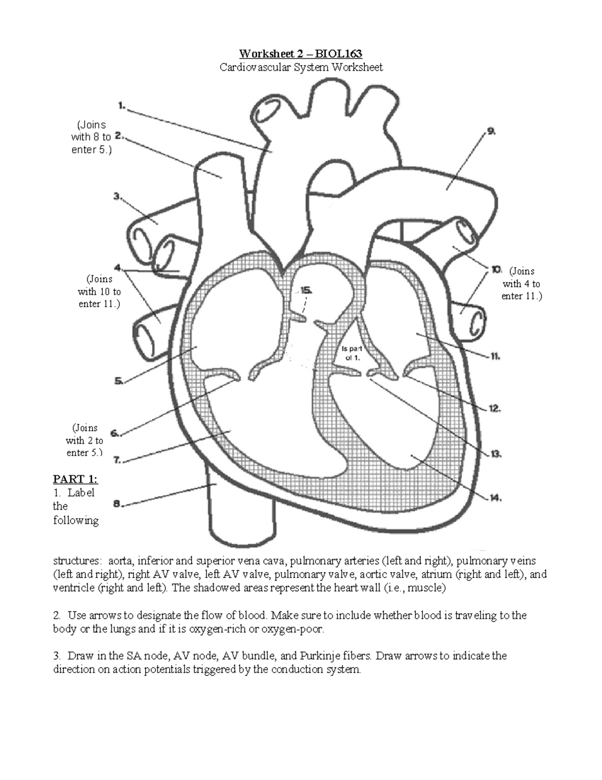 2 - Heart Anatomy - Worksheet 2 – BIOL Cardiovascular System Worksheet ...