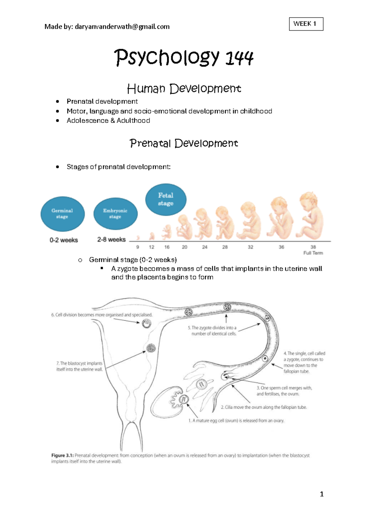 Psychology 144 Final Exam Notes: Human Development (Weeks 1-12) - Studocu