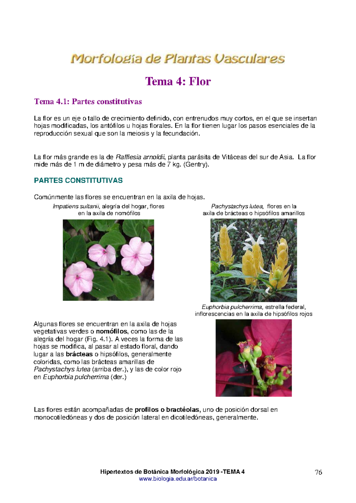 FLOR. Botánica Morfológica - Tema 4: Estructura y Función de la Flor ...