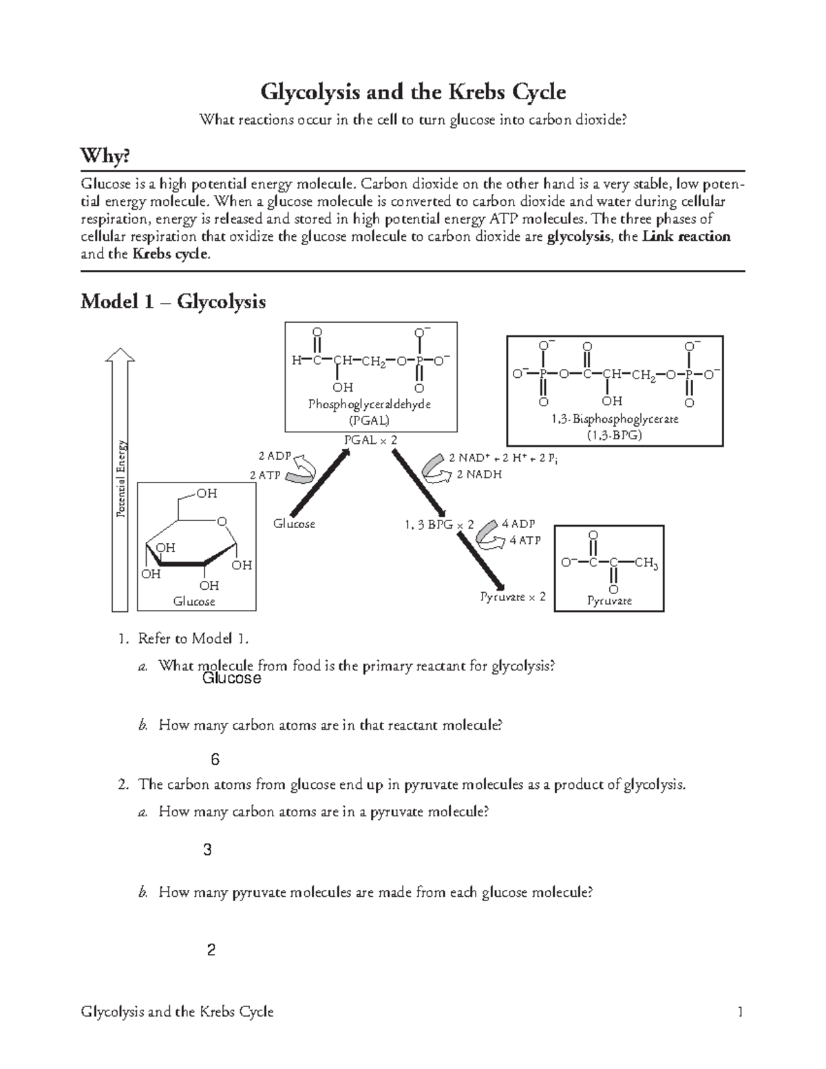 Glycolysis and Krebs Cycle: Cellular Respiration Insights for AP Bio ...