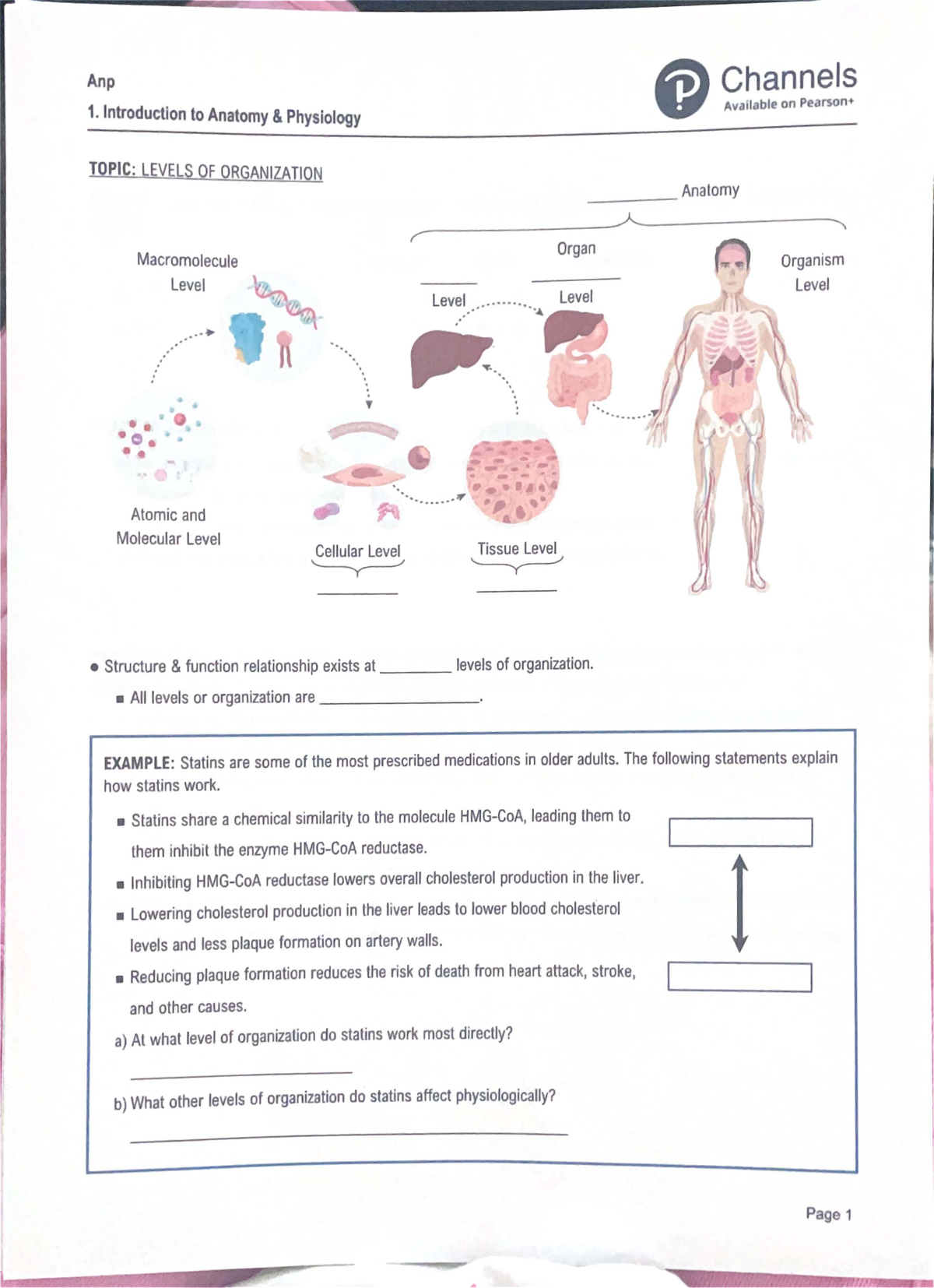 ANP 1: Levels of Organization and Feedback Loops in Anatomy ...