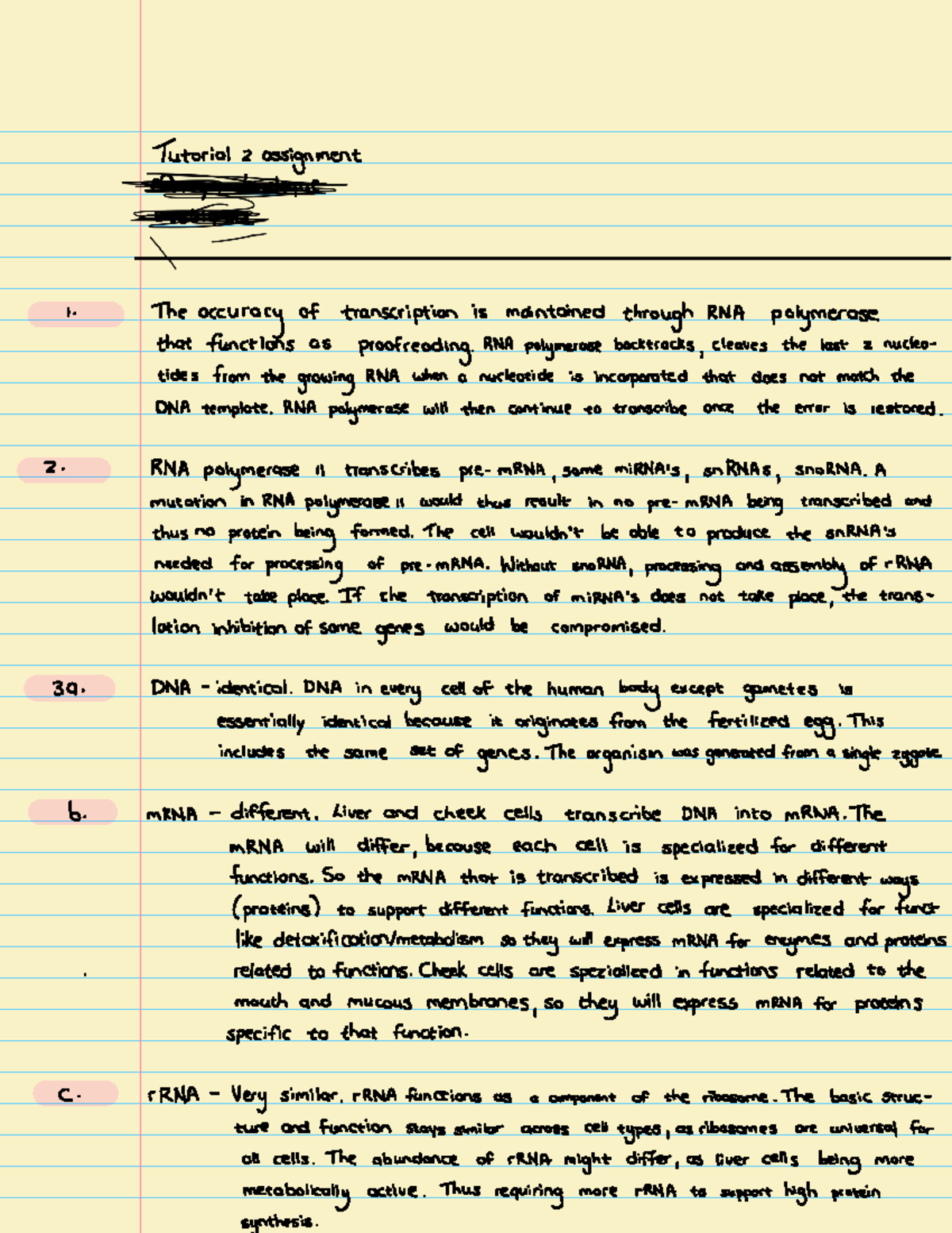 Rna Transcription And Processing Insights From Tutorial 2 Assignment