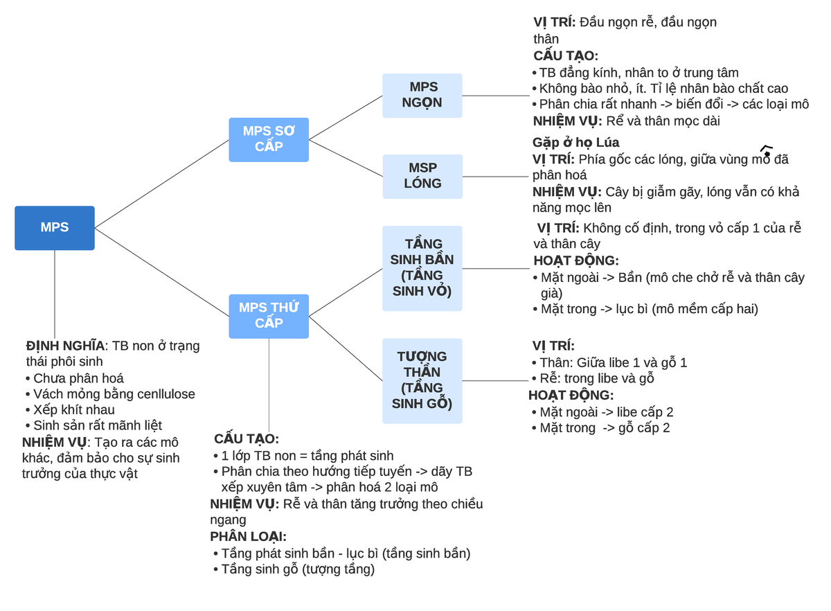 MÔ PHÂN SINH - Hay - C? U T? O: 1 l?p TB non = t?ng phát sinh Phân chia ...
