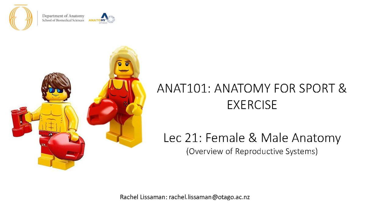 ANAT101: Lec 21 - Overview of Male & Female Reproductive Systems - Studocu