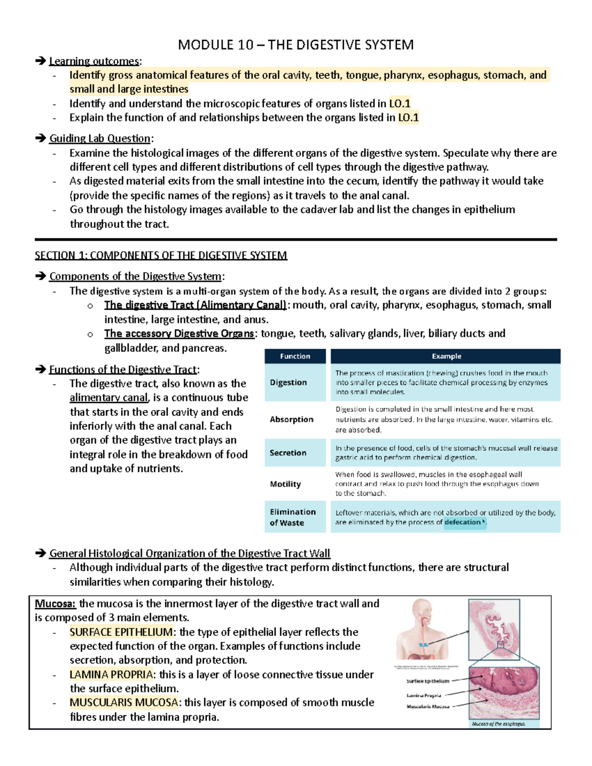 Module 10 ANAT - MODULE 10 – THE DIGESTIVE SYSTEM Learning outcomes ...